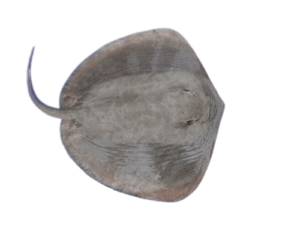 Rays - Marine Biodiversity Portal of Bangladesh