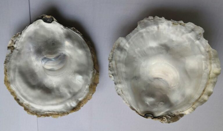 Bivalves - Marine Biodiversity Portal of Bangladesh