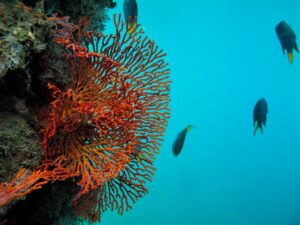 Melithaea sp - Marine Biodiversity Portal of Bangladesh