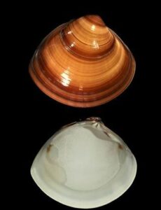 Meretrix casta - Marine Biodiversity Portal of Bangladesh