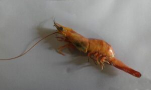 Metapenaeus brevicornis - Marine Biodiversity Portal of Bangladesh