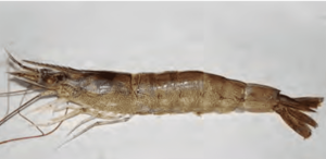 Metapenaeus ensis - Marine Biodiversity Portal of Bangladesh