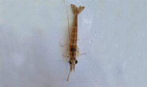 Metapenaeus monoceros - Marine Biodiversity Portal of Bangladesh