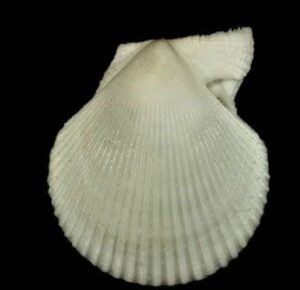 Bivalves - Marine Biodiversity Portal of Bangladesh