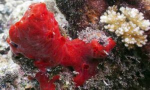 Monanchora arbuscula - Marine Biodiversity Portal of Bangladesh