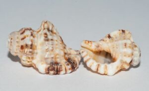 Monoplex nicobaricus - Marine Biodiversity Portal of Bangladesh