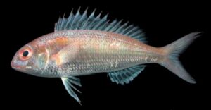 Nemipterus peronii - Marine Biodiversity Portal of Bangladesh