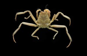 Neodorippe callida - Marine Biodiversity Portal of Bangladesh