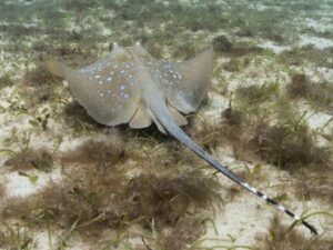 Rays - Marine Biodiversity Portal of Bangladesh