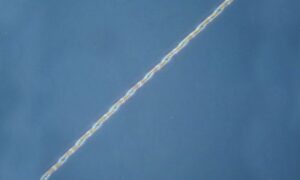 Phytoplankton - Marine Biodiversity Portal of Bangladesh
