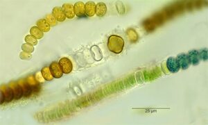 Nodularia spumigena - Marine Biodiversity Portal of Bangladesh