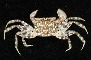 Crabs - Marine Biodiversity Portal of Bangladesh