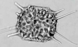 Odontella mobiliensis - Marine Biodiversity Portal of Bangladesh