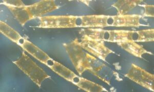 Odontella spp. - Marine Biodiversity Portal of Bangladesh