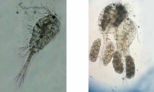 Oithona nana - Marine Biodiversity Portal of Bangladesh