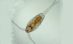 Oithona similis - Marine Biodiversity Portal of Bangladesh
