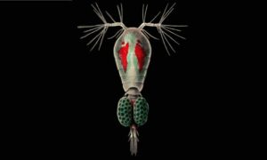 Oncaea venusta - Marine Biodiversity Portal of Bangladesh