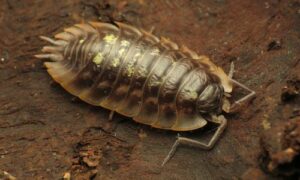 Oniscus asellus - Marine Biodiversity Portal of Bangladesh