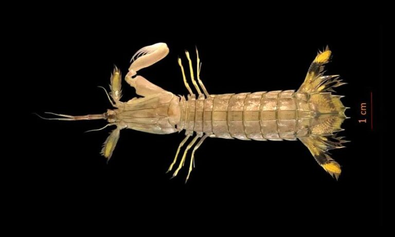 Oratosquillina interrupta - Marine Biodiversity Portal of Bangladesh