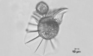 Ornithocercus steinii - Marine Biodiversity Portal of Bangladesh
