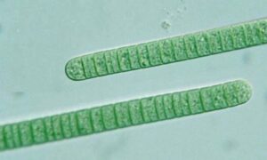 Oscillatoria tenuis - Marine Biodiversity Portal of Bangladesh