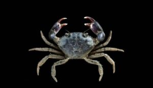 Crabs - Marine Biodiversity Portal of Bangladesh