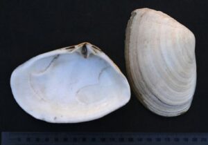 Paphies ventricosa - Marine Biodiversity Portal of Bangladesh