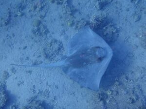 Rays - Marine Biodiversity Portal of Bangladesh