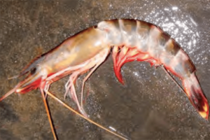 Penaeus canaliculatus - Marine Biodiversity Portal of Bangladesh