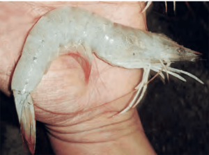 Penaeus penicillatus - Marine Biodiversity Portal of Bangladesh