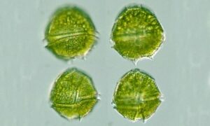 Peridinium sp. - Marine Biodiversity Portal of Bangladesh