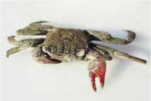 Crabs - Marine Biodiversity Portal of Bangladesh