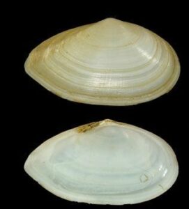Bivalves - Marine Biodiversity Portal of Bangladesh