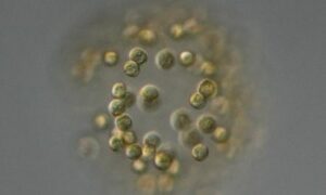 Phaeocystis globosa - Marine Biodiversity Portal of Bangladesh