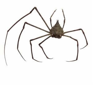 Crabs - Marine Biodiversity Portal of Bangladesh