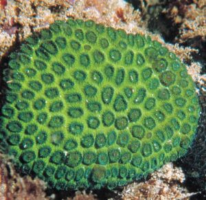 Hard Coral - Marine Biodiversity Portal of Bangladesh