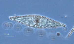 Pleurosigma directum - Marine Biodiversity Portal of Bangladesh