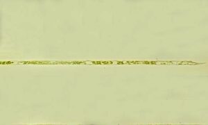 Proboscia alata - Marine Biodiversity Portal of Bangladesh