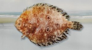 Bony Fishes - Marine Biodiversity Portal of Bangladesh