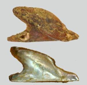 Bivalves - Marine Biodiversity Portal of Bangladesh
