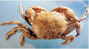 Crabs - Marine Biodiversity Portal of Bangladesh