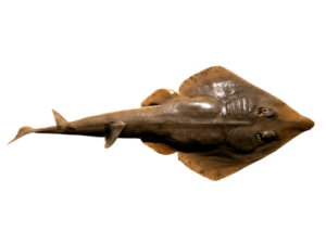 Rays - Marine Biodiversity Portal of Bangladesh