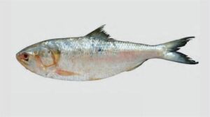 Bony Fishes - Marine Biodiversity Portal of Bangladesh