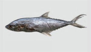 Bony Fishes - Marine Biodiversity Portal of Bangladesh