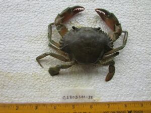 Crabs - Marine Biodiversity Portal of Bangladesh