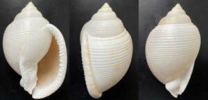 Semicassis bisulcata - Marine Biodiversity Portal of Bangladesh
