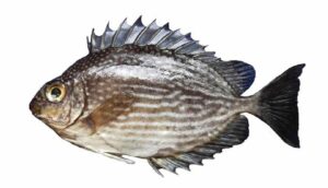 Siganus javus - Marine Biodiversity Portal of Bangladesh