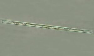 Synedra ulna var. ulna - Marine Biodiversity Portal of Bangladesh