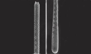 Thalassionema bacillare - Marine Biodiversity Portal of Bangladesh