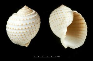 Tonna dolium - Marine Biodiversity Portal of Bangladesh